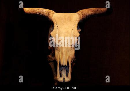 Skull Of Auroch Bos Taurus Primigenius Middle Pleistocene 780000