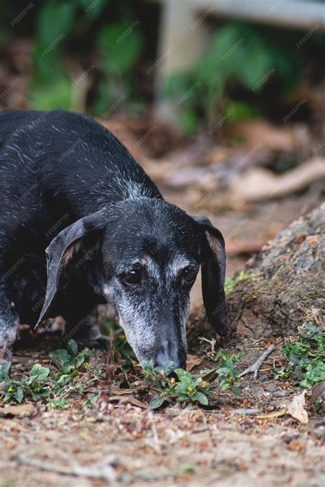 Ein Hund Schnüffelt Am Boden Mit Einem Großen Felsen Im Hintergrund