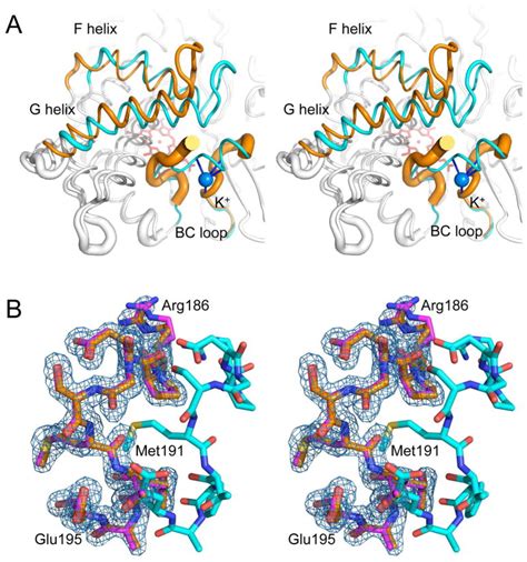 P450cam Visits An Open Conformation In The Absence Of Substrate Pmc