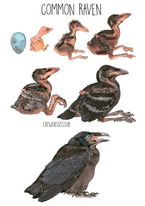 Life Cycle Of A Crow