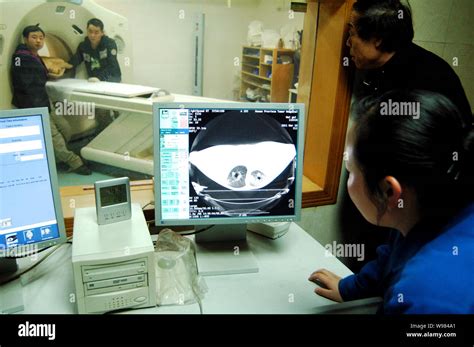 A Turtle About 10 Years Old Receives A Ct Scan At A Hospital In