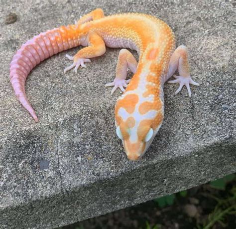 Leopard Gecko Morphs And Genetics The Ultimate Guide