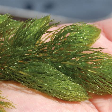 Aquatic Weed Id Guide Jones Lake Management