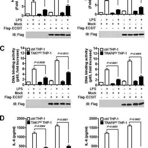 Ecsit Forms A High Molecular Mass Signaling Complex In Tlr4 Mediated