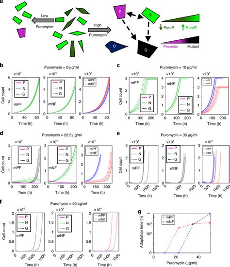 Modeling Adaptation Of Mpf And Mnf Cells In Various Puromycin