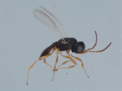 Reduvid Egg Parasitoids Researchgate