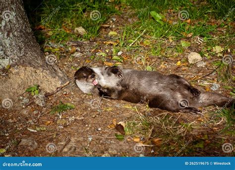 Small Hairy Nosed Otter Lying On Its Back In The For Stock Image