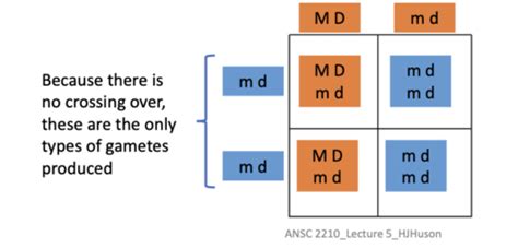Genetics Quiz 2 Flashcards Quizlet