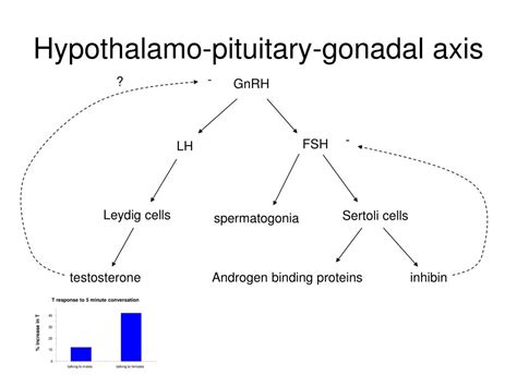 Ppt Male Reproductive Function Powerpoint Presentation Free Download