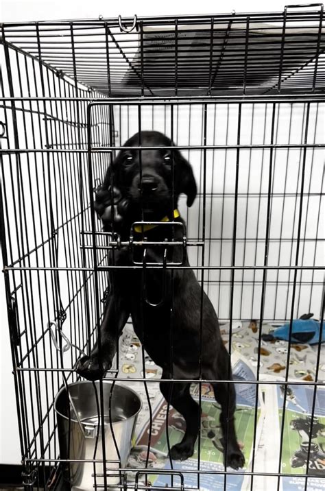 Background And Attributes