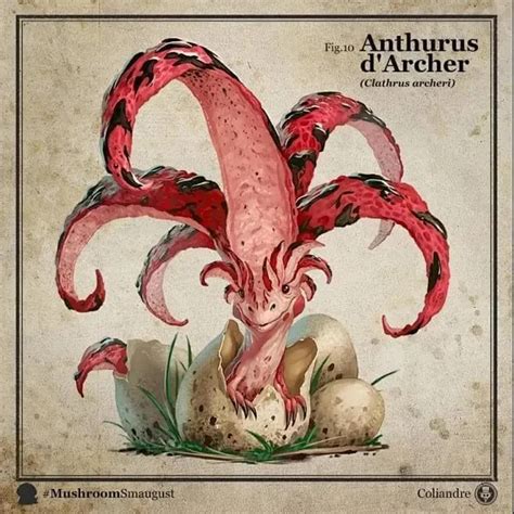 菌子精灵 花瓣网