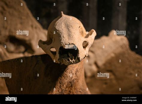Fossilized Skull Of A Prehistoric Animal Sitting On A Rock In Warm