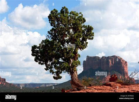 Shaggy Bark Juniper Tree On The Oak Creek Trail Sedona Arizona Stock