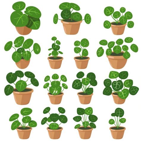 Button Plant Images Free Download On Freepik