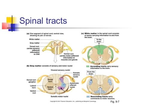 Localization In Neurology 1
