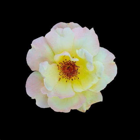 Cut Out Flower On Isolated Background With Clipping Path Stock Photo