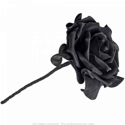 Single Stem Rose Black And White