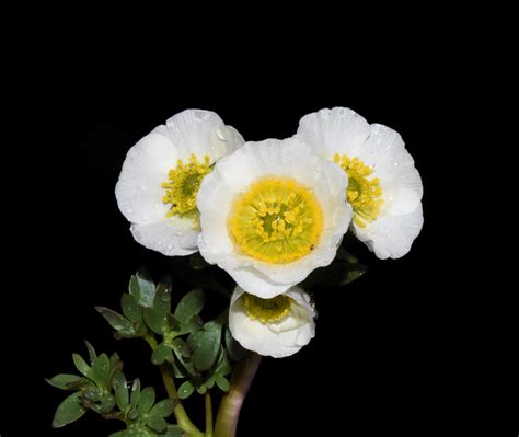 Ranunculus Glacialis Subsp Glacialis Plants Of The World Online