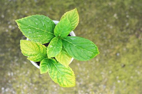 How To Propagate Hydrangeas From Cuttings Make House Cool