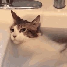 Cat Bath Cat Bath Discover Share GIFs