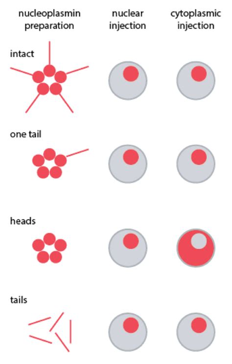 Solved 1a Nucleoplasmin Is A Protein Involved In Chromatin