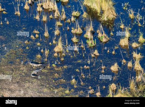Aerial View Of Nile Crocodile Crocodylus Niloticus Macatoo Okavango