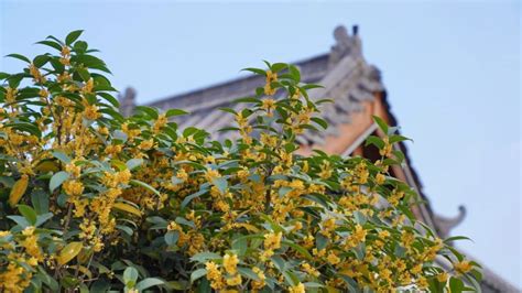 峰峰的秋天是什么味道？想听听你的答案澎湃号·政务澎湃新闻 The Paper