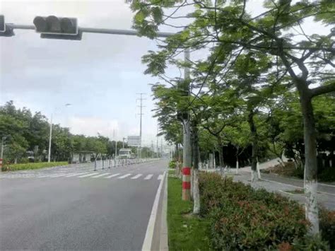 【鹭路简讯】“移花接木”，天马路视野更开阔绿化