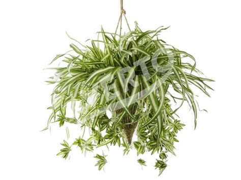 60 Cm Artificial Chlorophyte Averto