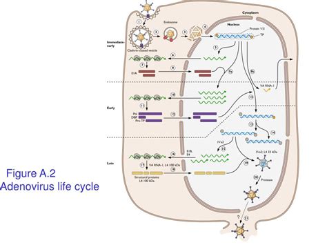 Ppt Dna Virus Replication Chapter 9 Powerpoint Presentation Free