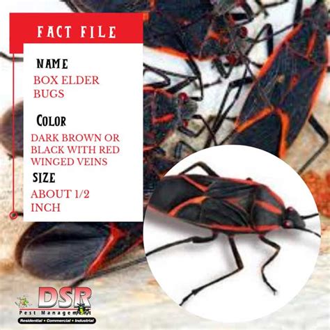 Bug Identifier What Bugs And Pests Are Most Common To Tucson