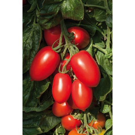 Grow By Obi Eiertomate Topf Ø Ca 105 Cm Solanum Lycopersicum Kaufen