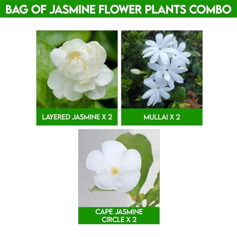 Bag Of Kagattan And Jasmine Combo Santhi Online Plants Nursery