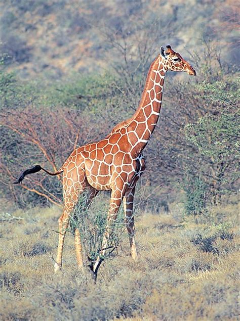 Artiodactyla Monaco Nature Encyclopedia