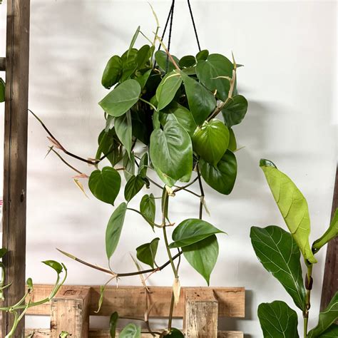 Heart Leaf Philodendron Hanging Basket Green Envy Green Envy