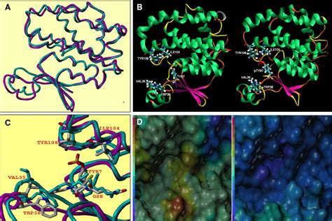 Computer Modeling Of The Effect Of Tyrosine Phosphorylation On Gstp1