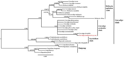 Majority Rule Consensus Bayesian Tree Based On The Combined