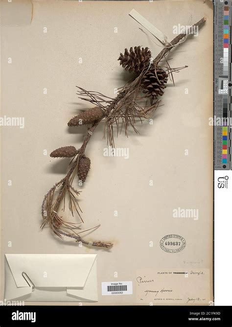 Pinus Virginiana Mill Pinus Virginiana Mill Stock Photo Alamy