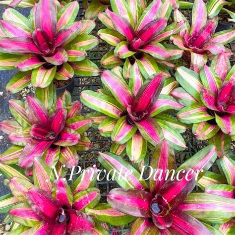 Неорегелия Private Dancer купить за 2 400 ₽ Adeniumland