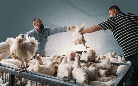 وەزارەتی کشتوکاڵ بەهۆی زیادبوونی خواست مریشک رووداو نێت