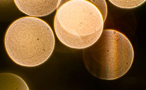 The Diffraction Myth Nature Photography