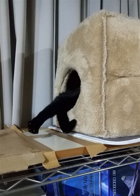 Bab