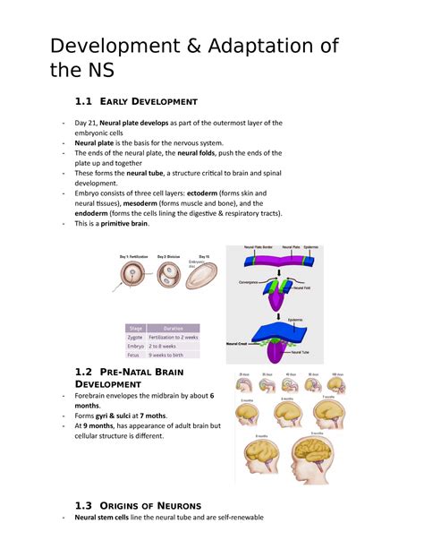 Synaptic Transmission And Behaviour Module 2 Notes Development