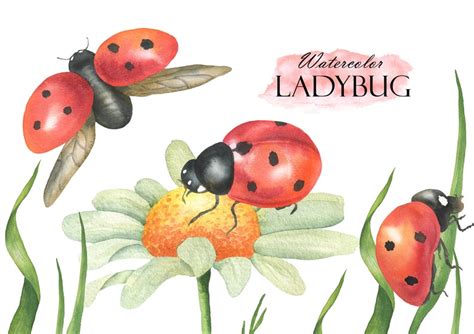 Watercolor Ladybug Clipart Insect Clip Art Red Ladybugs Summer