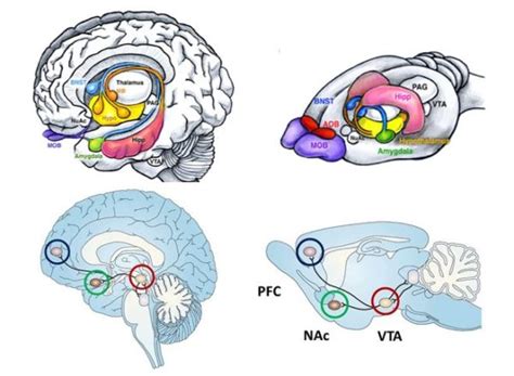 Human And Rat Brains BioSerendipity
