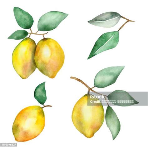흰색 배경에 고립 된 녹색 잎 디자인 요소 및 카드에 대한 에코 햇볕이 잘 드는 식물과 갈색 가지에 감귤류 노란색 레몬으로 설정 수채화 손 페인트 자연 1에 대한 스톡 벡터