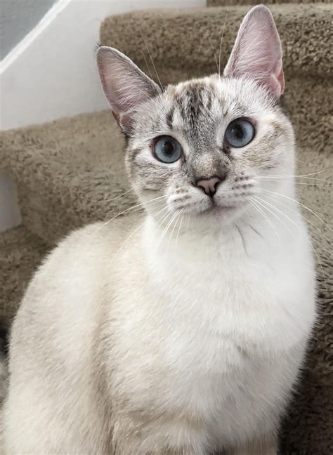 Lynx Point Siamese Cat With Blue Eyes Siames Tabby Point Tabby