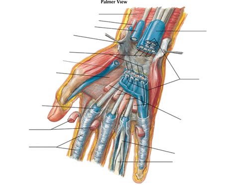 Bursae Spaces And Tendon Sheaths Of Hand Quiz