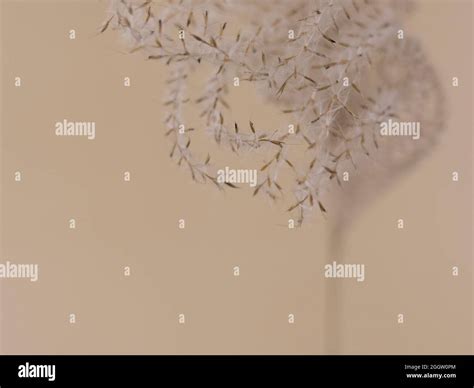 Dry Beige Grass On A Beige Wall Background Beautiful Nature Trend