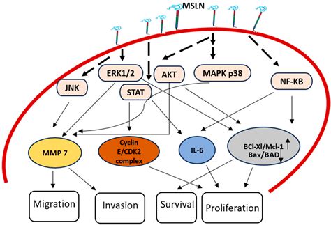 Mesothelin As A Signal Pathways And Epigenetic Target In Cancer Therapy